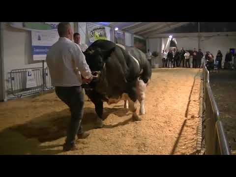 Dünyanın En Büyük İnekleri (devasa inekler)