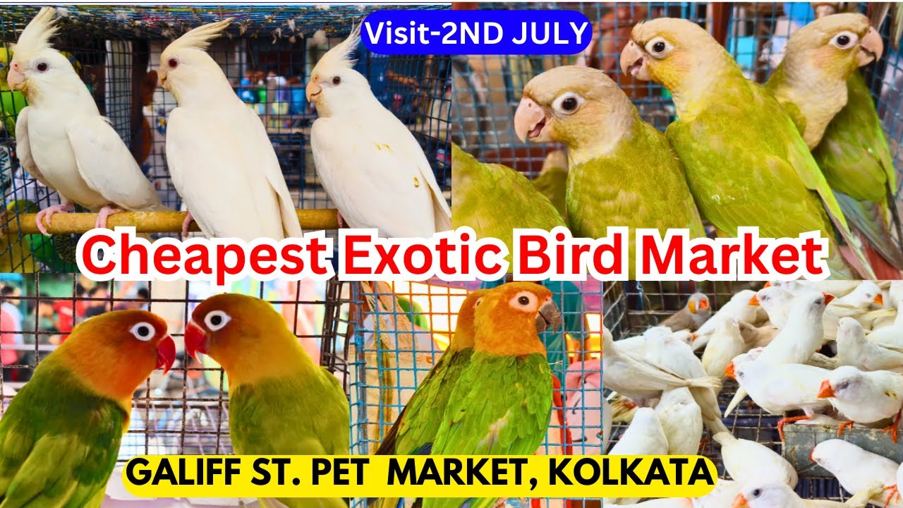 2ND JULY All Exotic Bird Price Update | Galiff Street Pet Market ...