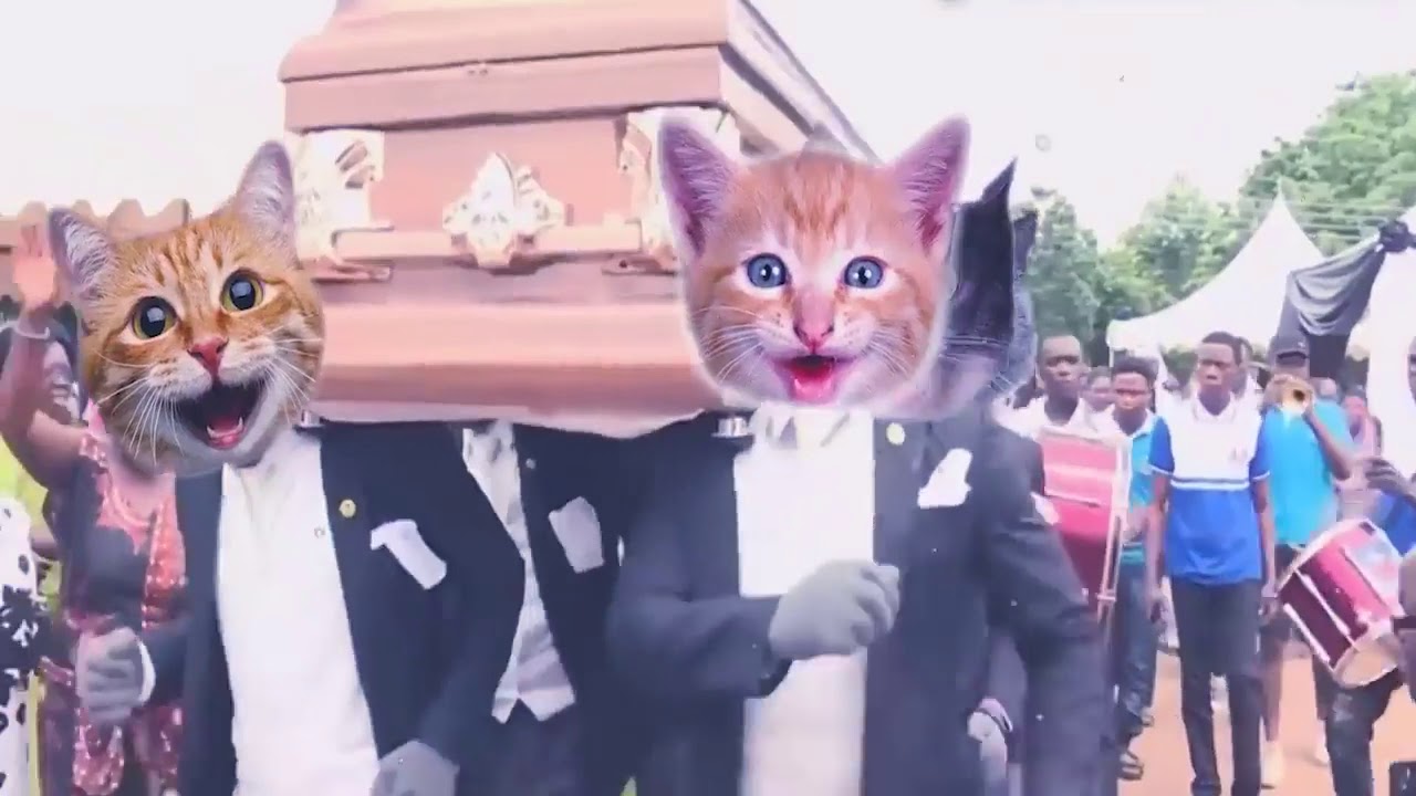 Negros del ataúd bailando | Meme del ataúd |Versión gatos - YouTube
