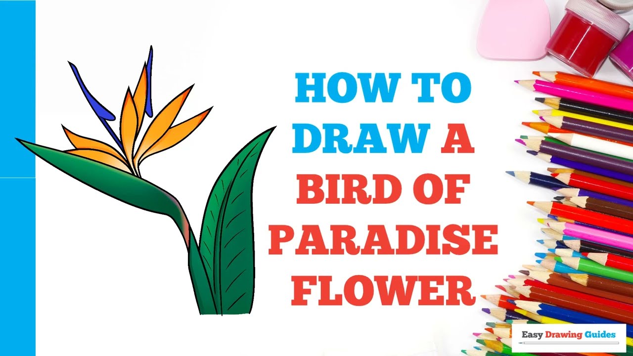 How to Draw a Bird of Paradise Flower in a Few Easy Steps: Drawing ...
