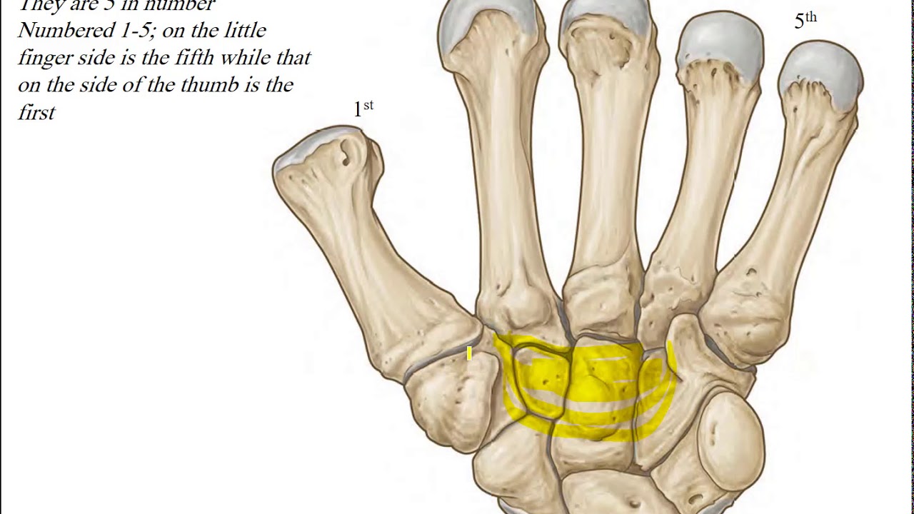 Anatomy of the hand 1 - YouTube