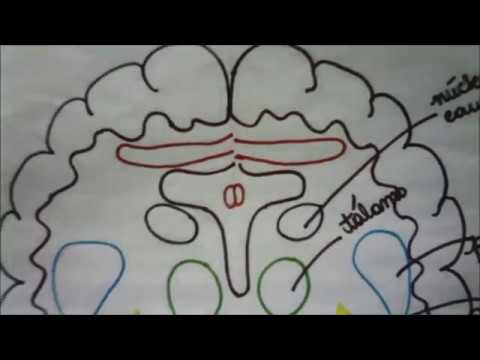 Via Direta e Indireta Neuroanatomia Funcional - YouTube