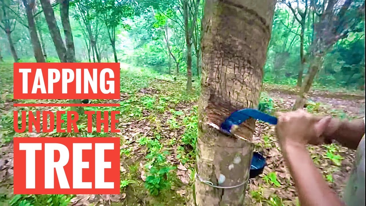 Tapping Under The Rubber Tree |Cutting And Collecting |#tripura - YouTube