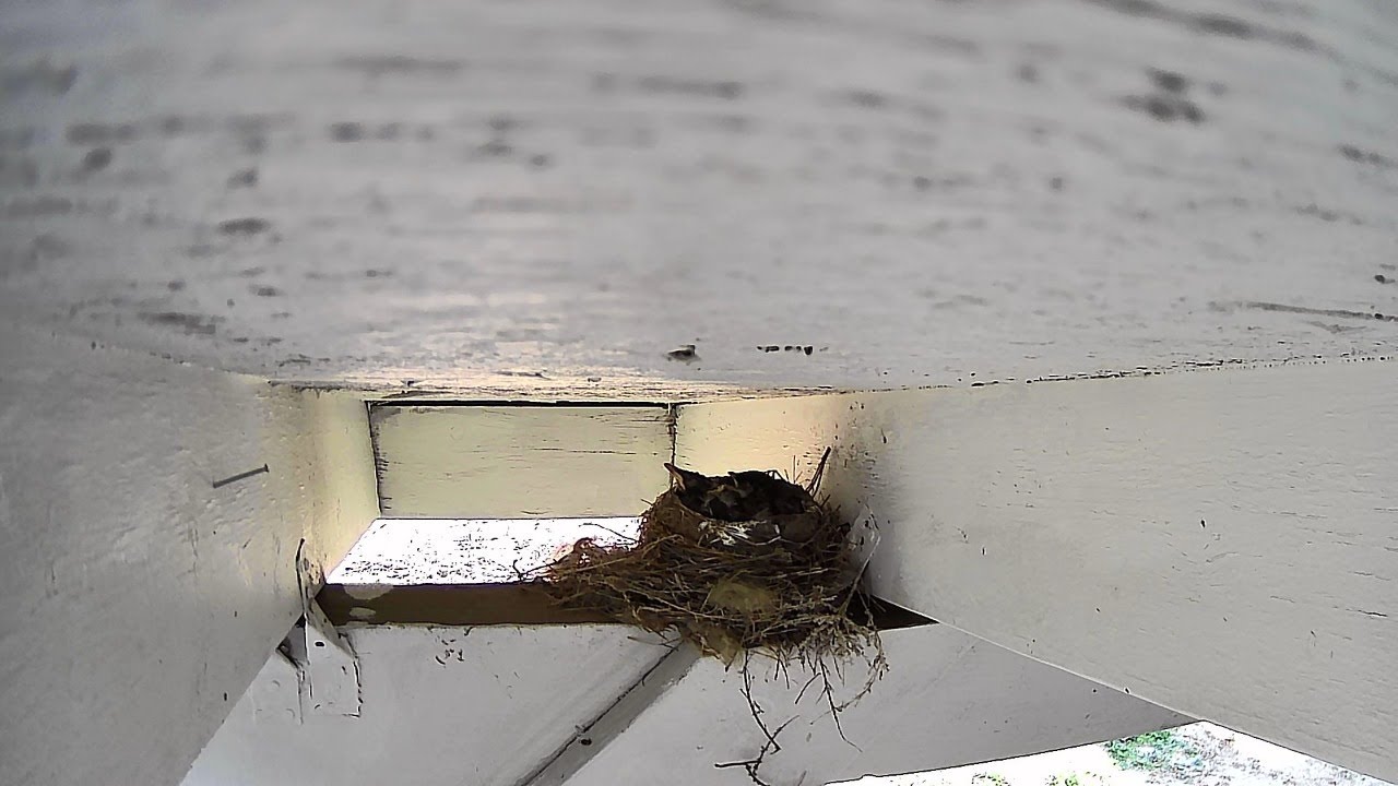 American Robin baby bird growing up (Denver, CO), DAY 15 || 06-16-2021 ...