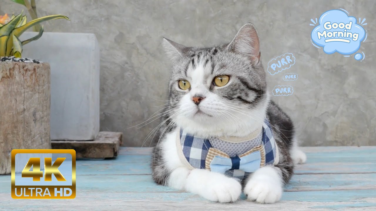 Good Morning 😸☀️ Happy Purring Cat Sounds & Uplifting Piano Music for ...