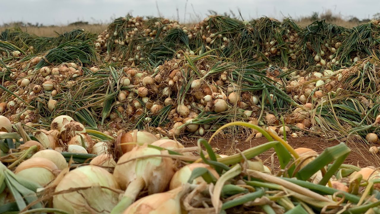 Como cultivar cebola -passo a passo ( how to grow onion) - YouTube