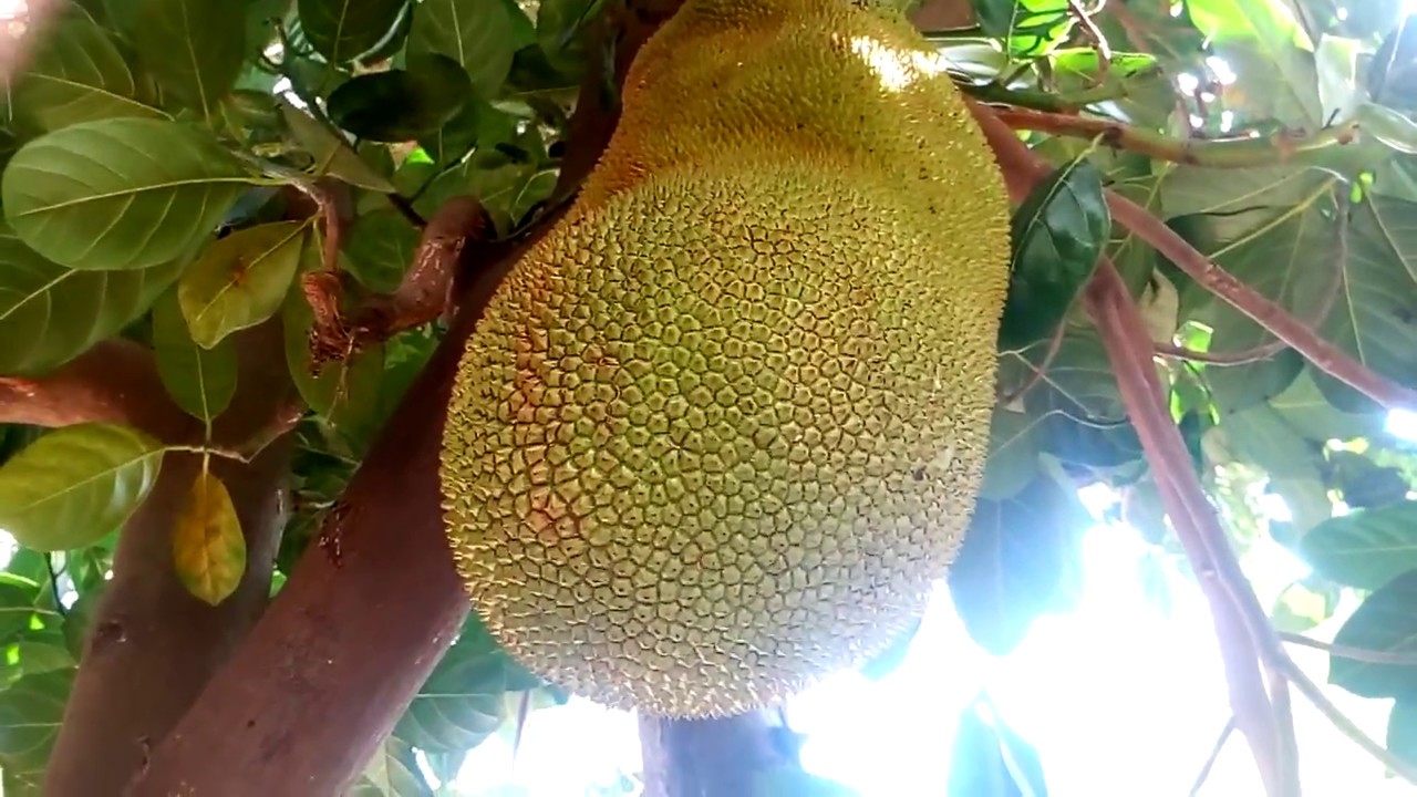 árbol de yaca fruta curativa - YouTube
