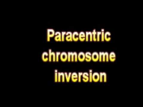 What Is The Definition Of Paracentric chromosome inversion Medical ...