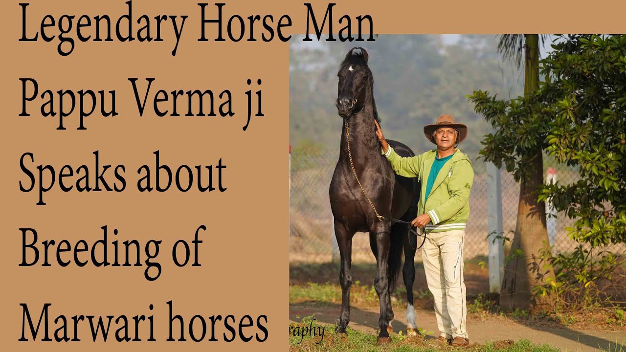 Legendary horseman Pappu verma ji speaks about breeding of Marwari horses - YouTube