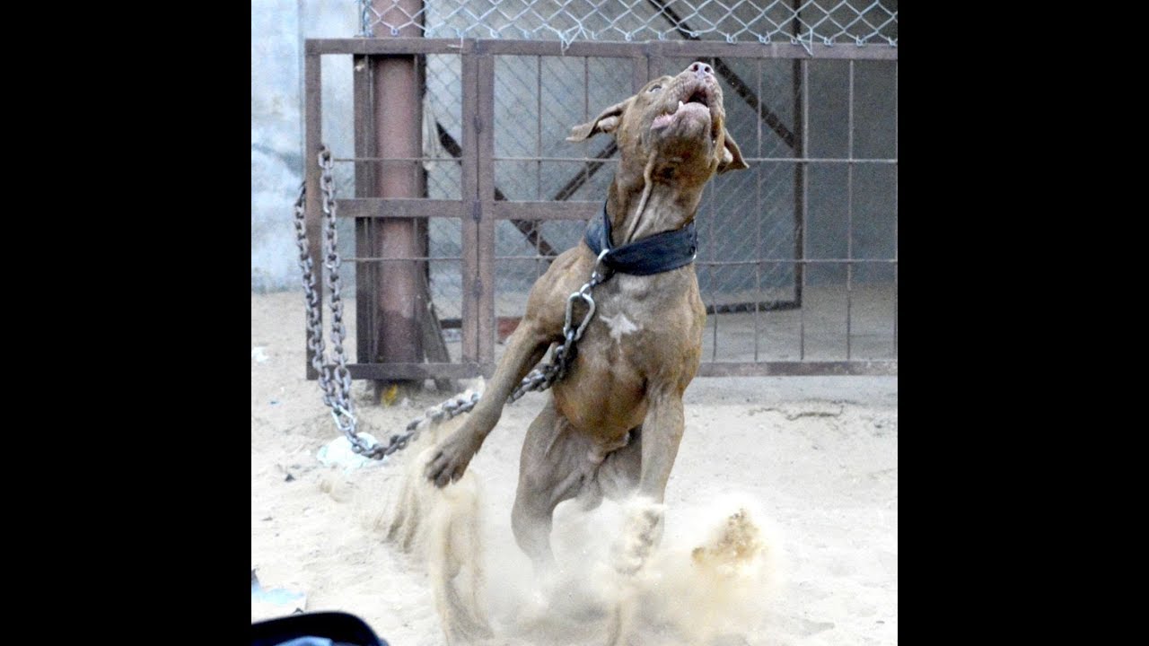 RED BOY | Real Apbt in Angry Mood | 5xW - YouTube