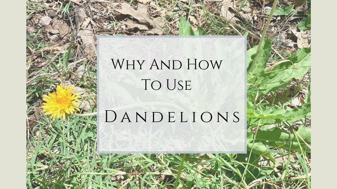 Why and How to use Dandelions - YouTube
