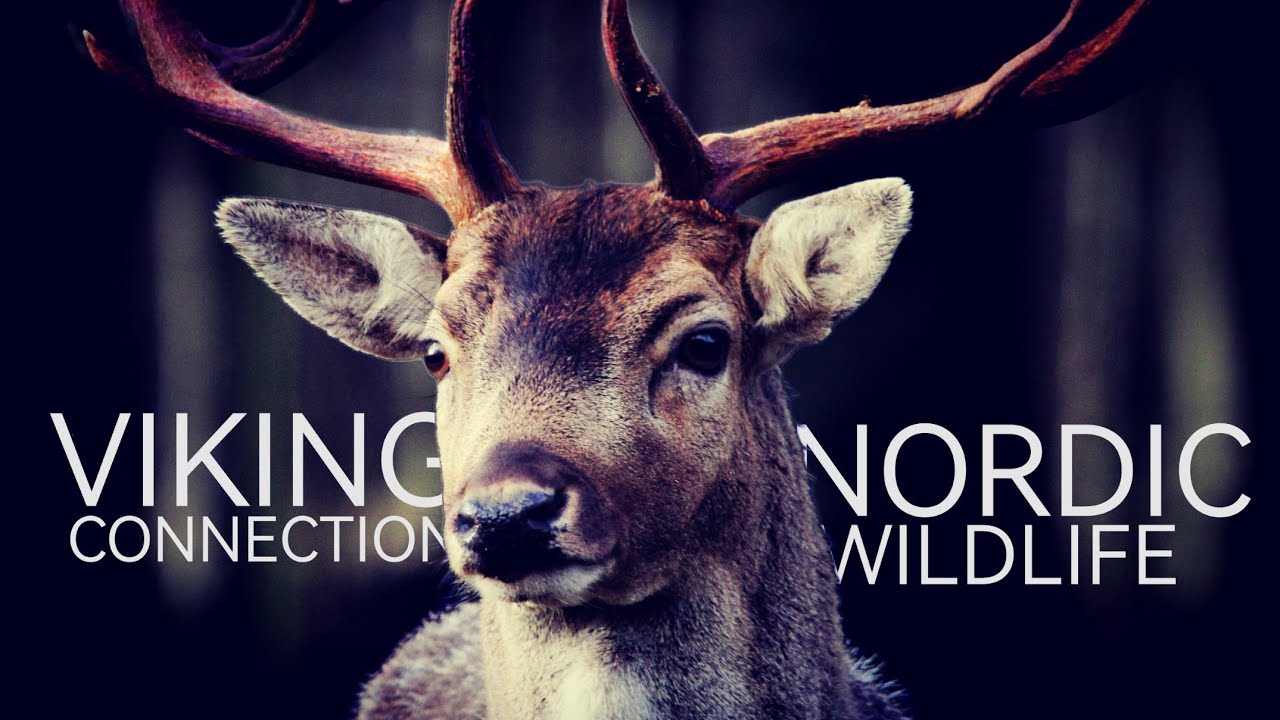 VIKING Connection - Wildlife in the NORDIC Forest (Wolf, Boar, Raven ...