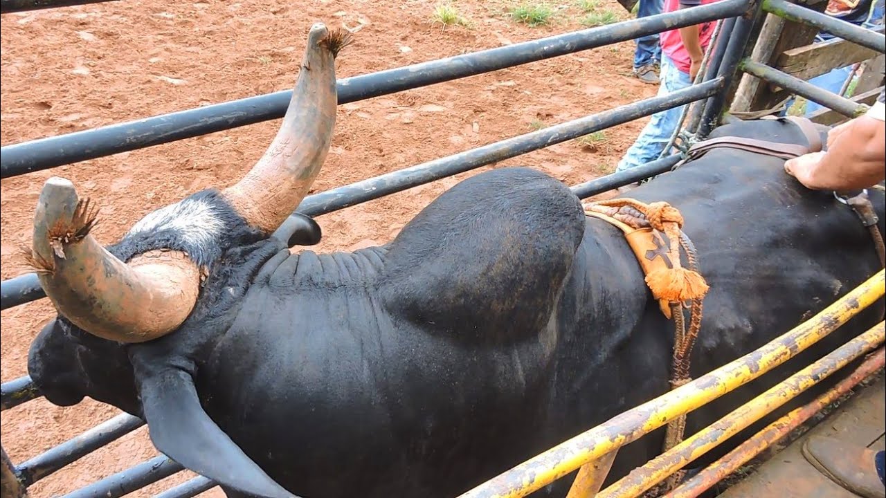 RODEIO EM TOUROS - TREINO NA CIA R.P. (Rodrigo Piazza) / PARTE 01 ...