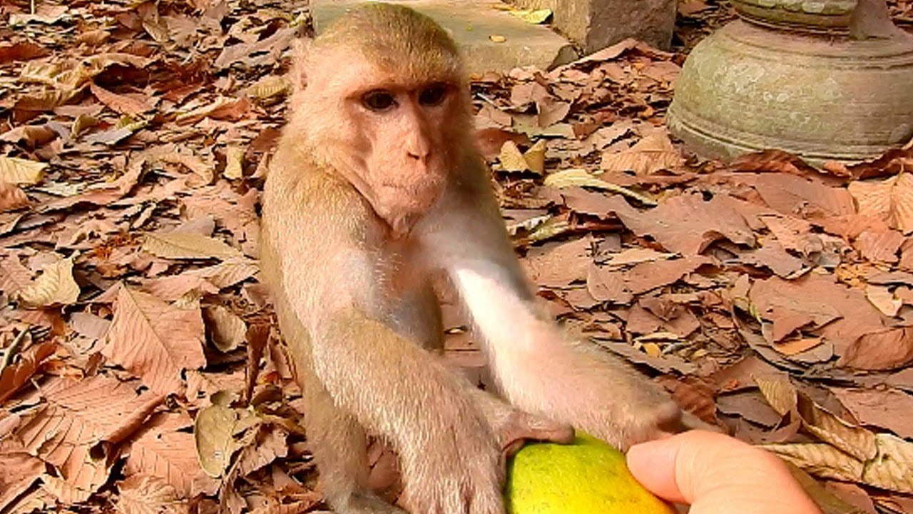 Monkey Obei extremely hungry&very hurt on leg,I help feed sweet mango ...