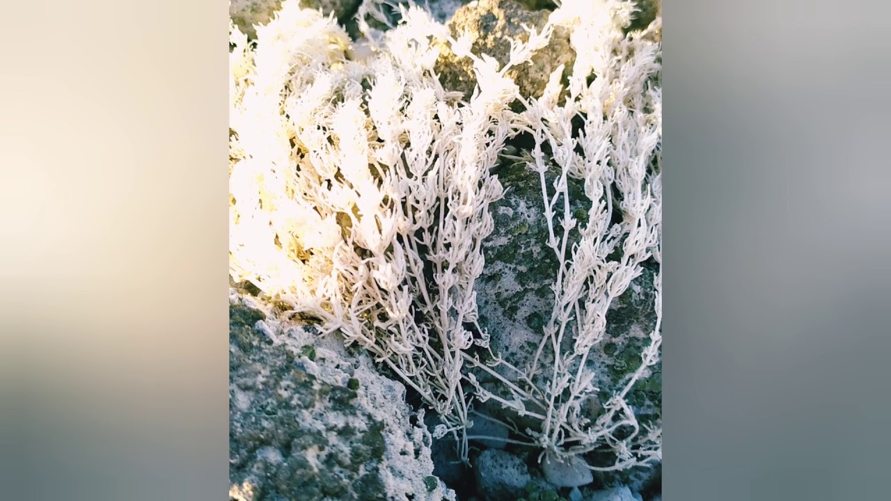 Post-Apocalypse.Walk on remote Dried Up River,👽Purple Algae and a ...