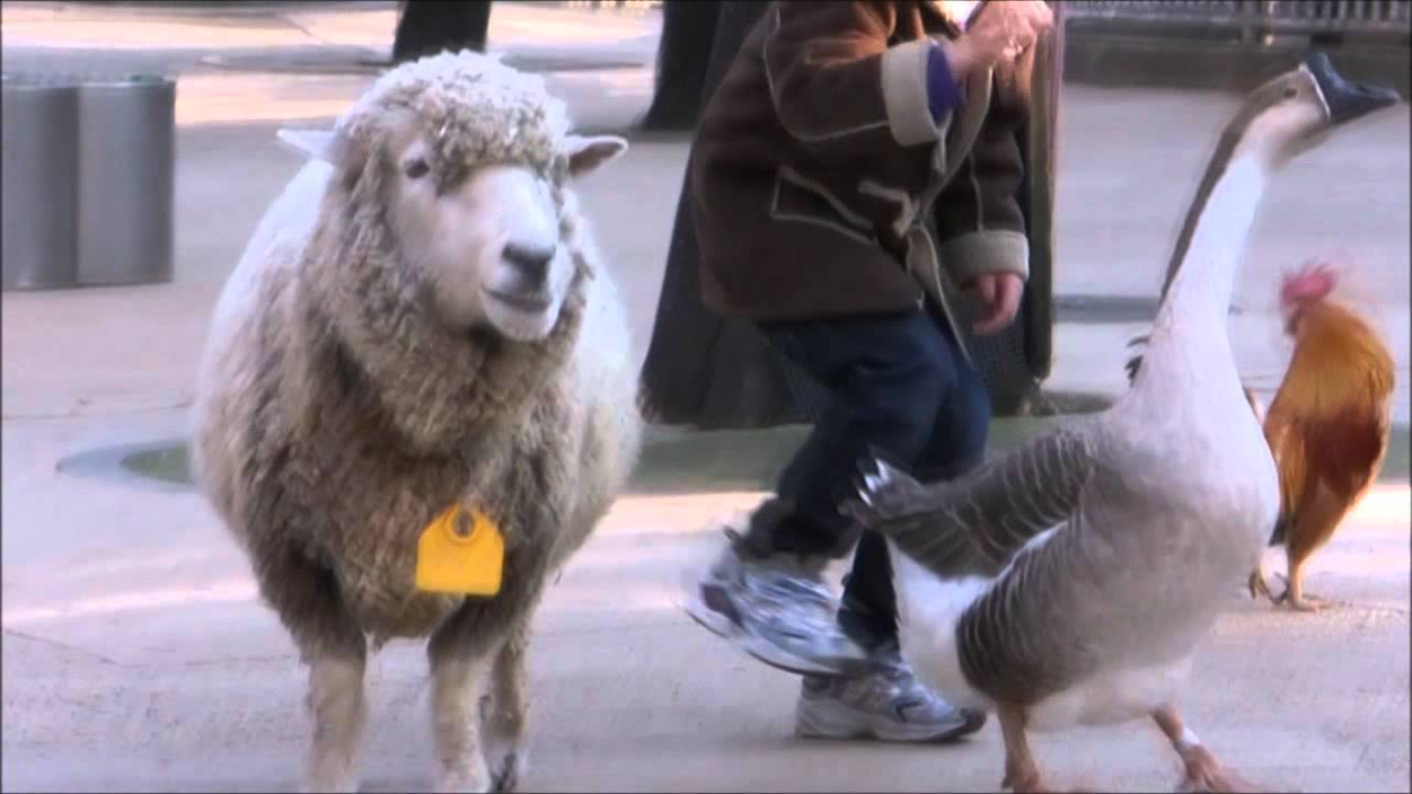 Dramatic Sheep ドラマチック羊 - YouTube