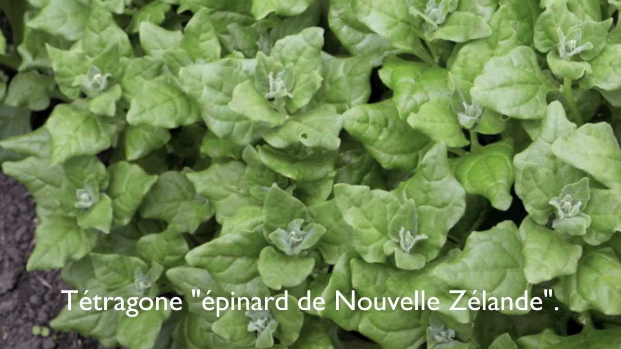 Epinard - YouTube