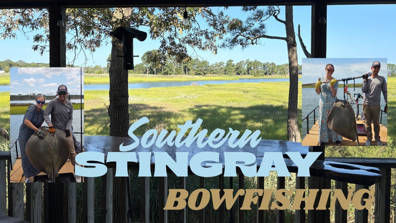 Bowfishing HUGE Southern Stingrays on the Chesapeake Bay #charter ...