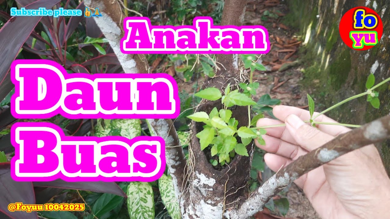 ANAK DAUN BUAS @Foyuu #nature #flora #plants #herbal #sayur #vegetables ...