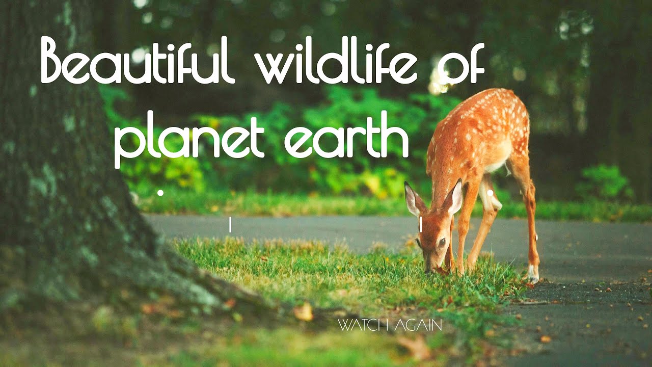 Beautiful wildlife of planet earth part 1 - YouTube