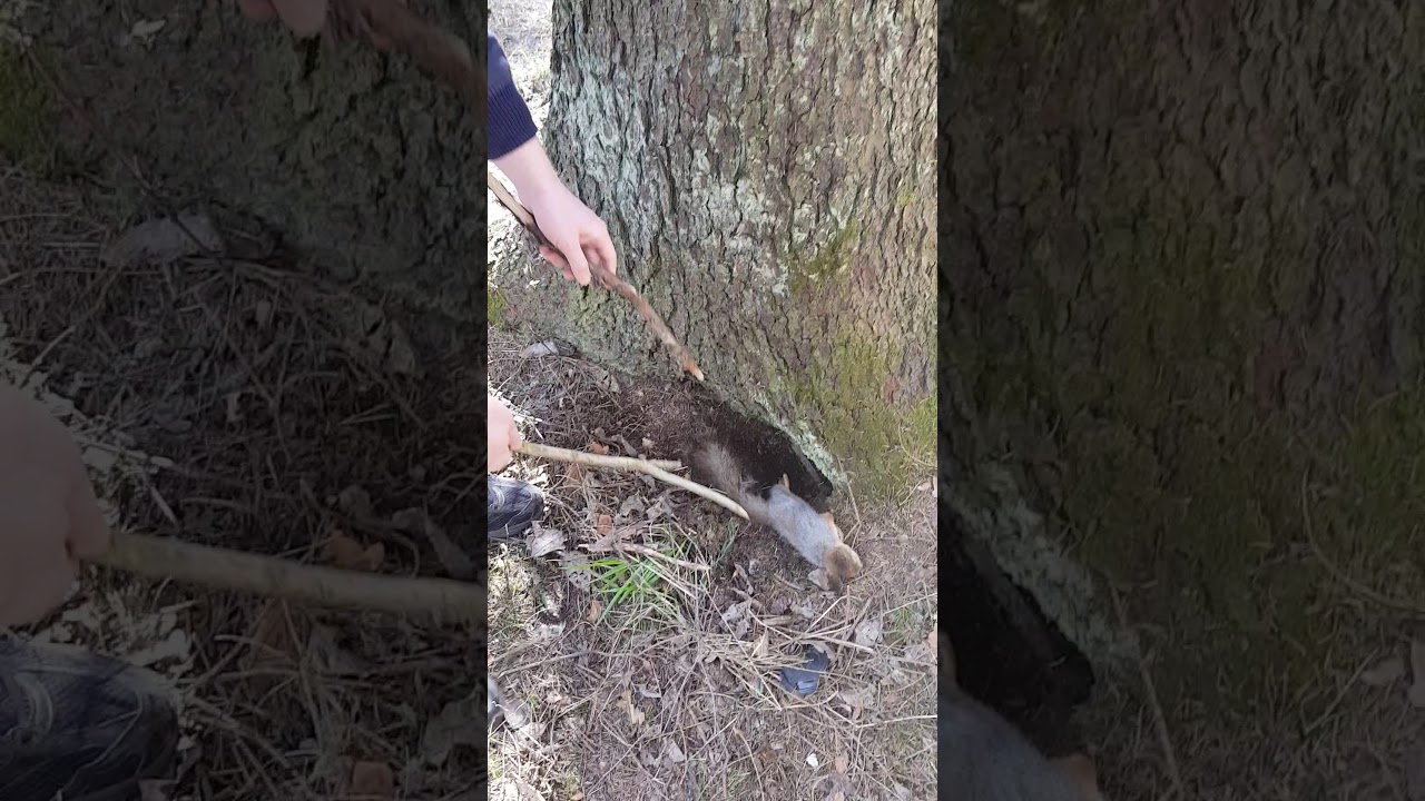 Жертва короновируса. Squirrel funeral - YouTube