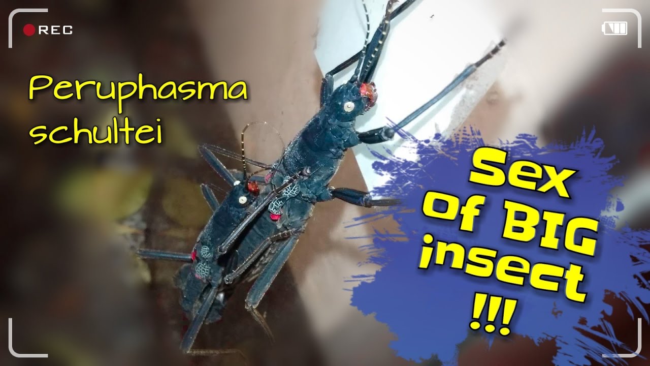 Sex of BIG insect!!! / Peruphasma schultei - YouTube