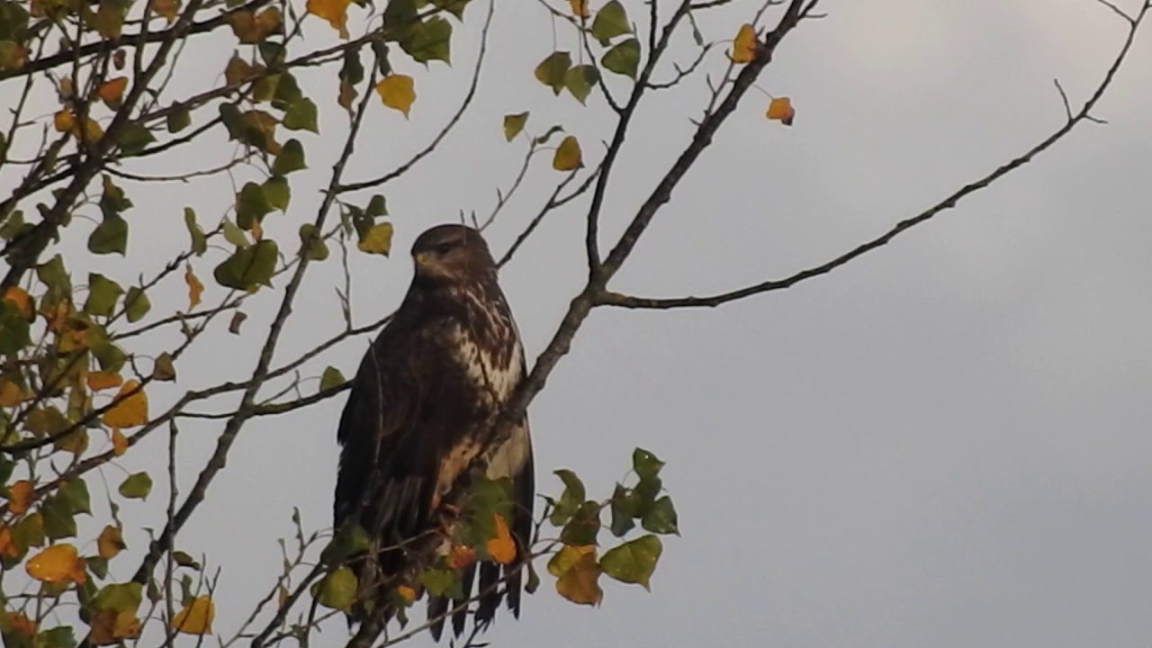 Une Buse variable - YouTube