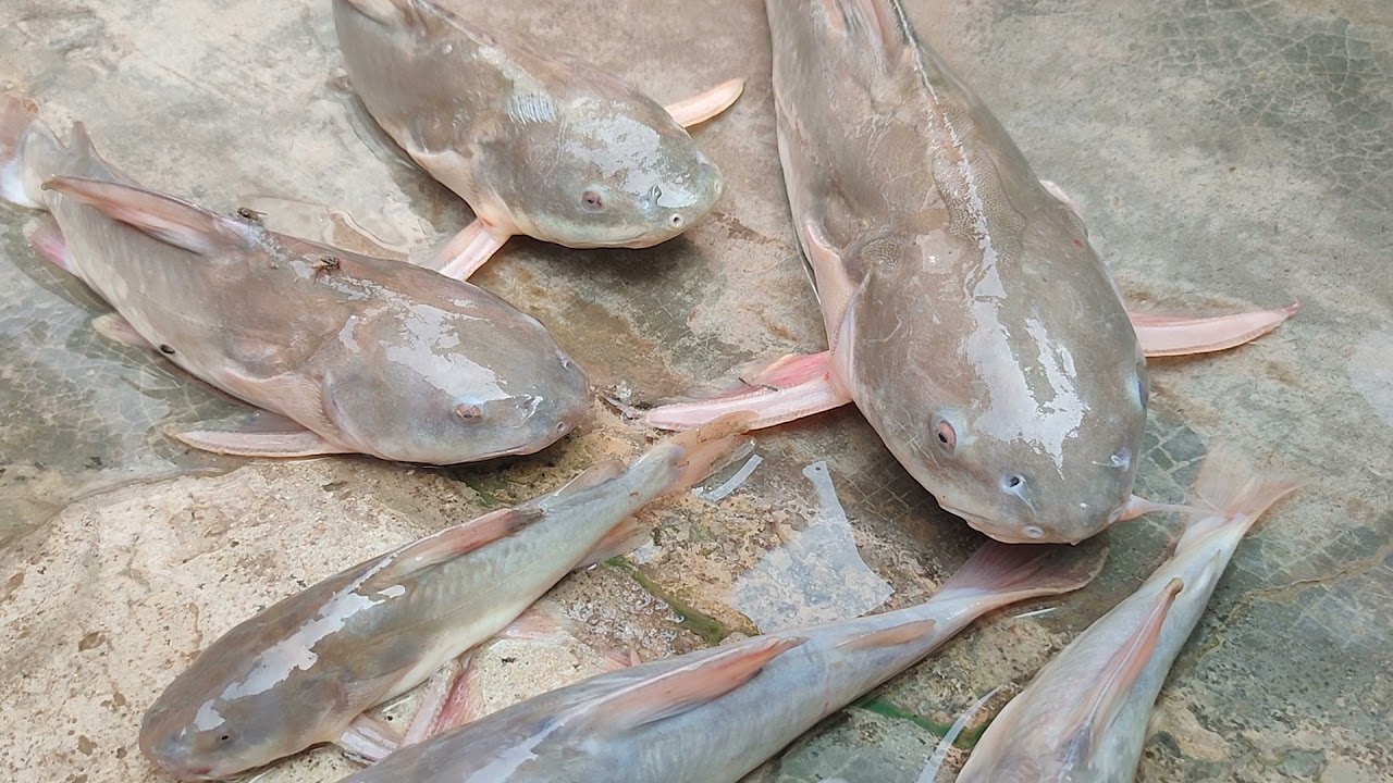 Rita fish #short - YouTube