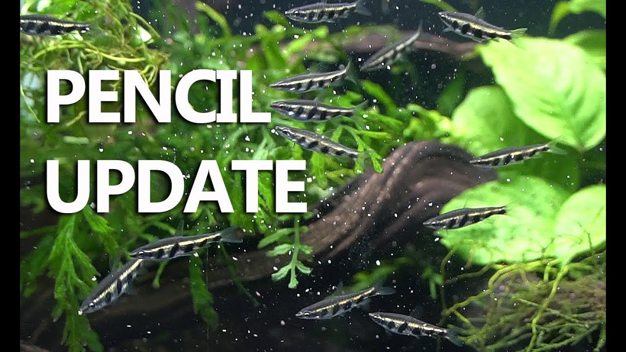 Crisis Averted? 75 Gallon South American Nano Community Update - YouTube