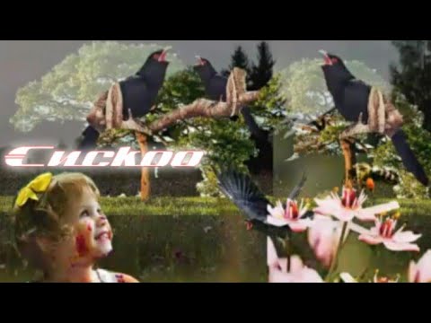 cuckoo bird singing song//cuckoo song //voice of cuckoo - YouTube