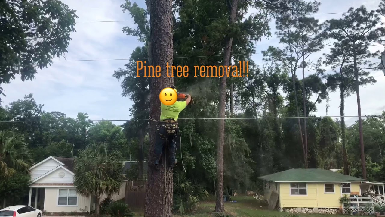 Pine tree removal!!!! - YouTube