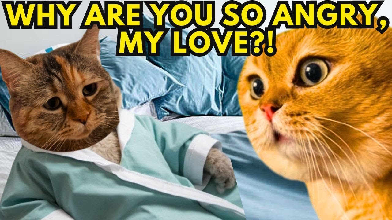 When a Cat's Pregnant Girlfriend is Angry #catmemes (Ep.150) - YouTube