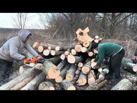     STIHL CHAINSAWS AT FULL POWER – DANGEROUS WORK