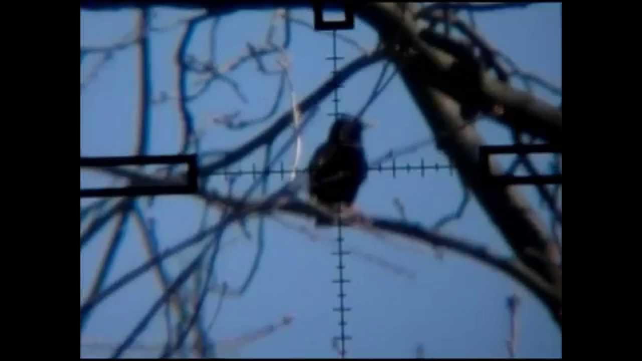 cool pellet deflection -- rat sniper slugs wicked monster hollow point ...