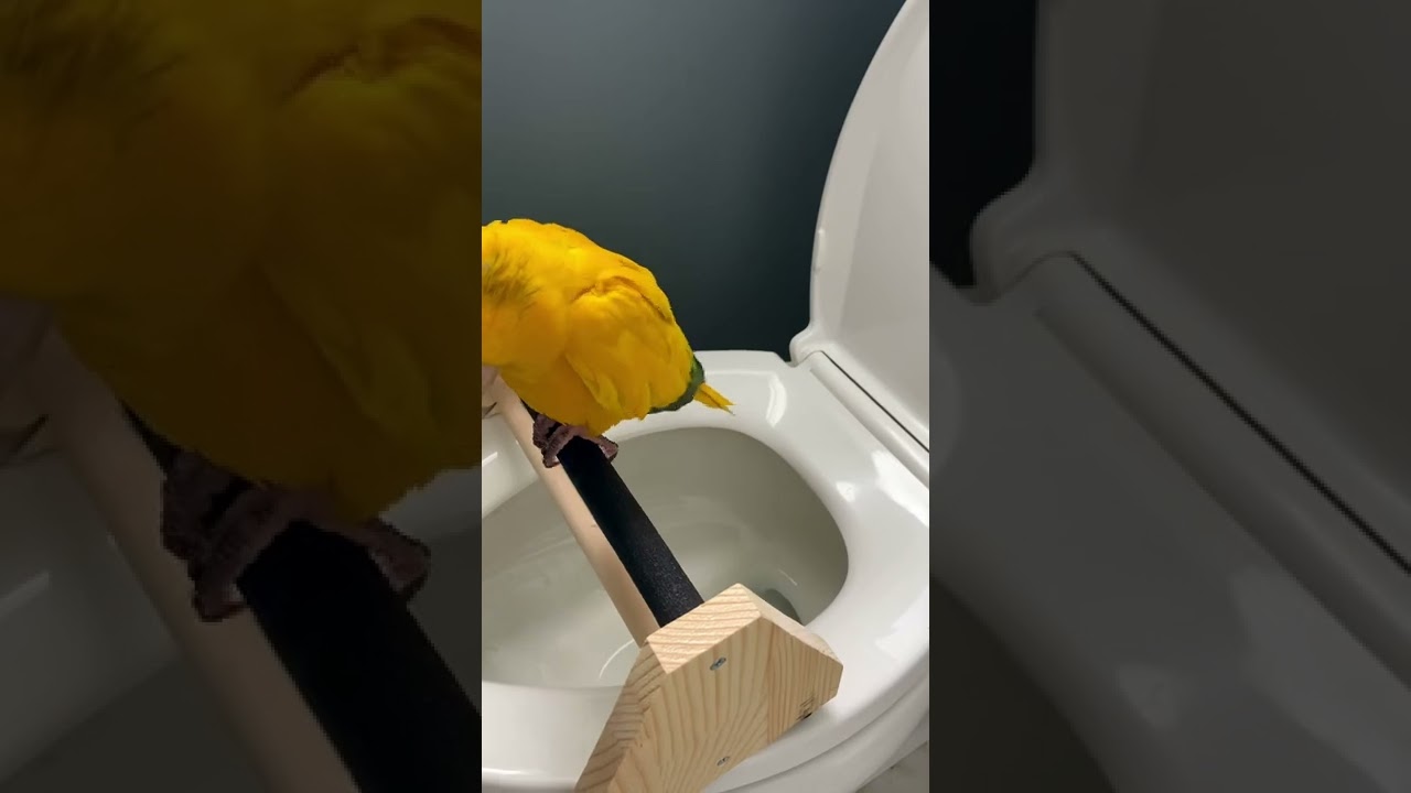 Potty training Virgil, our Golden Conure - YouTube