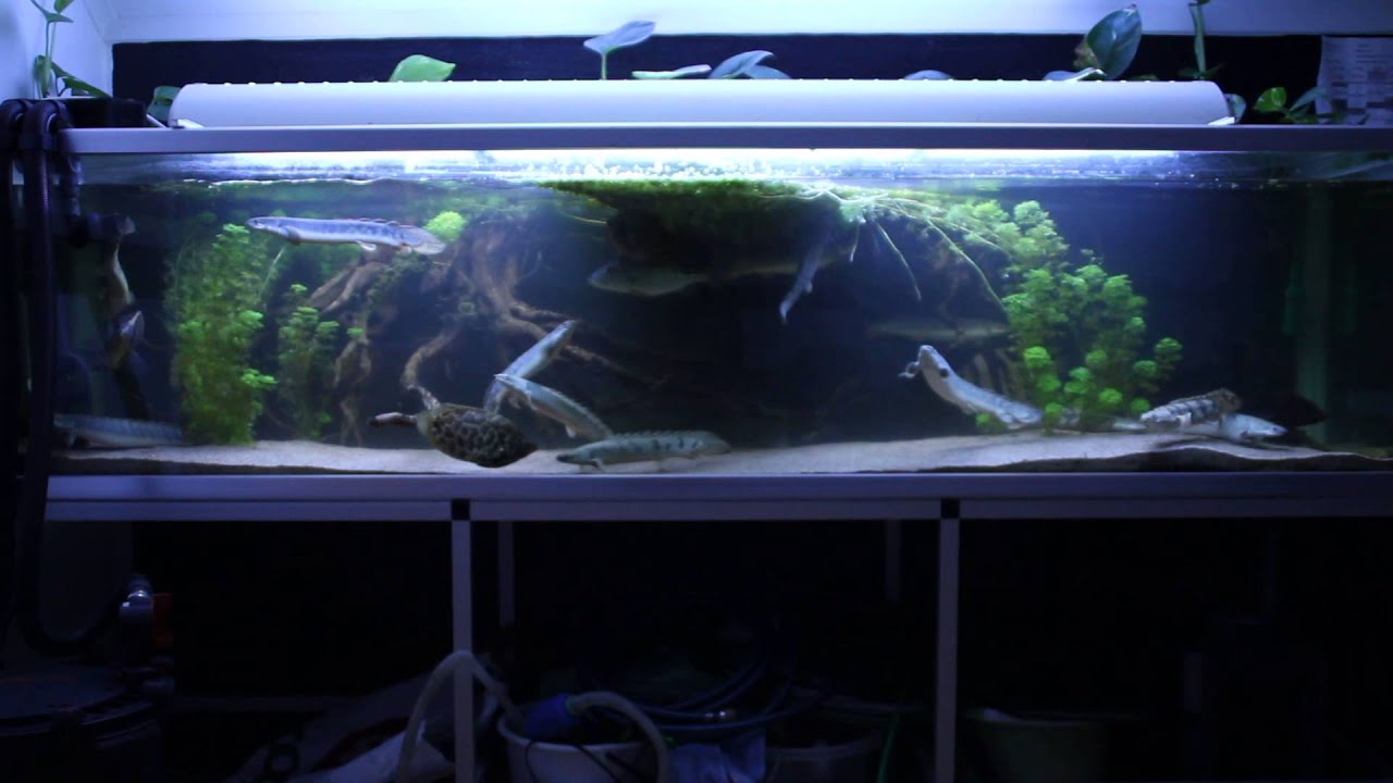 Polypterus tank - YouTube