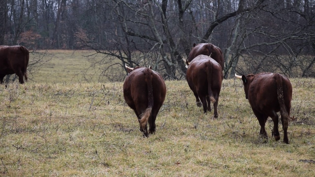 cull cows cunningham - YouTube