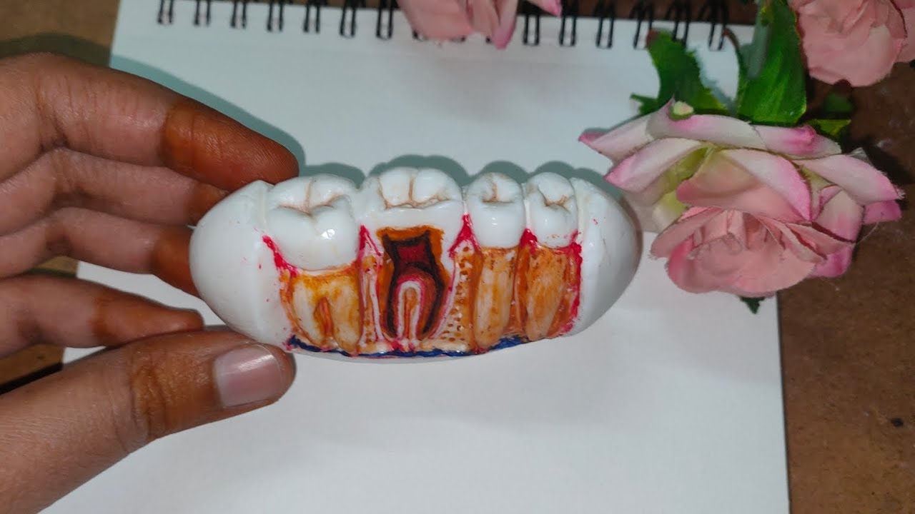 soap carving // Human teeth anatomy-cross section of tooth /dental art ...