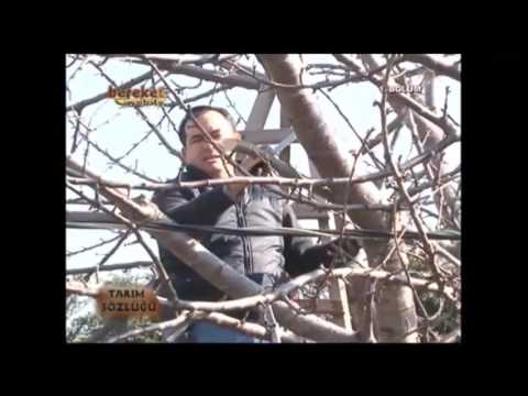 Kiraz (Vişne) meyve ağacı budaması (Klasik ağaç) 4. Bölüm