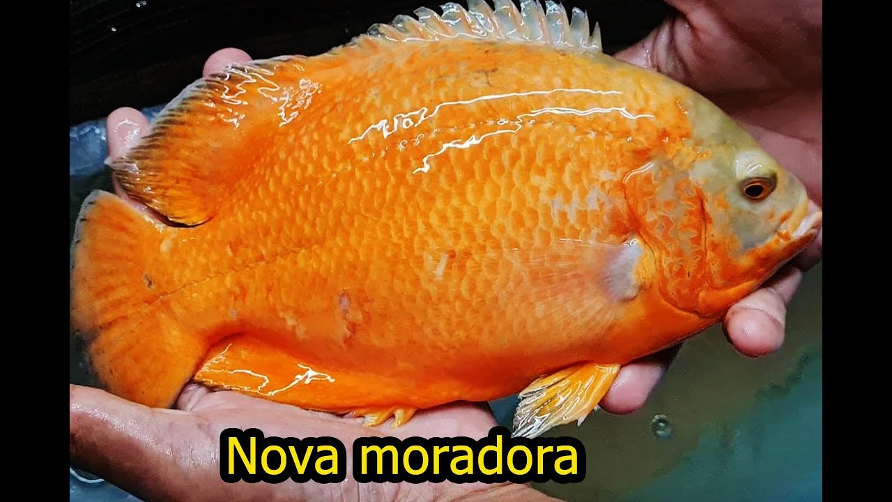 Oscar Red rubi albino - YouTube