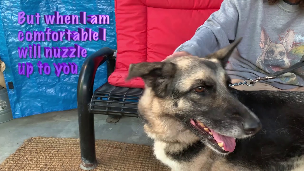 Bailey: 5-year-old female German Shepherd available for adoption! - YouTube