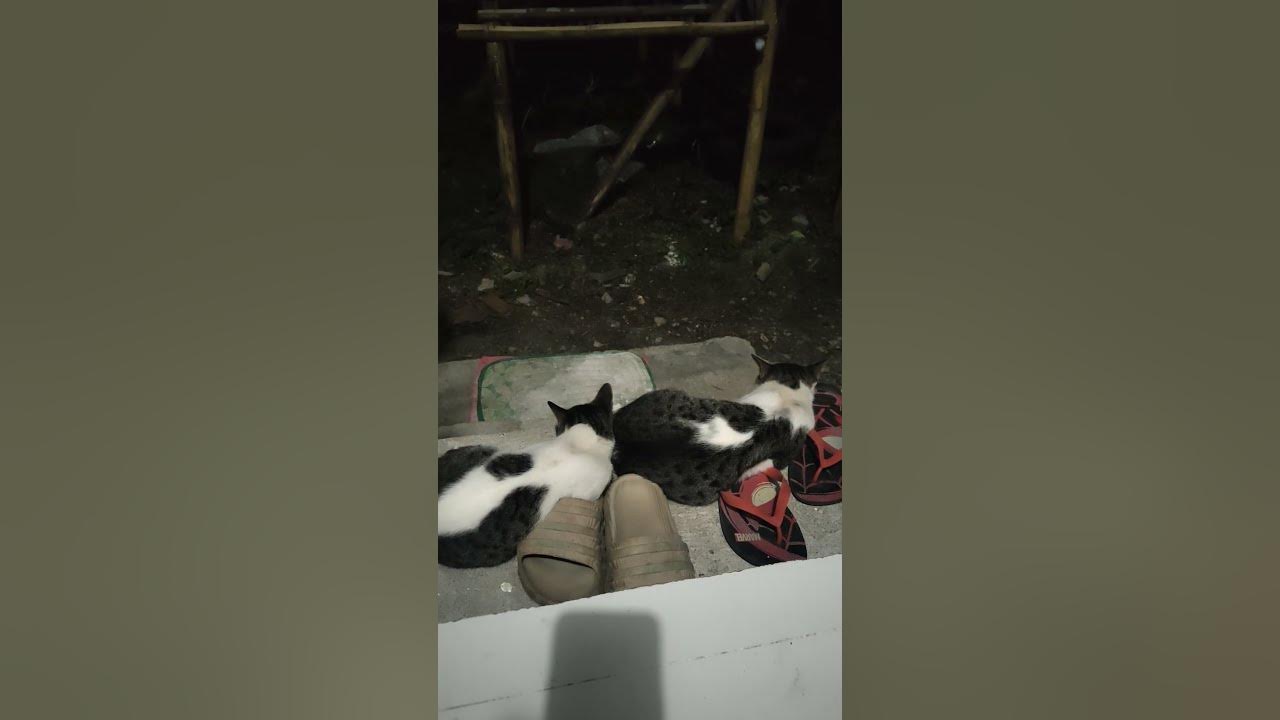 Cats always guarding the house from intruders - YouTube