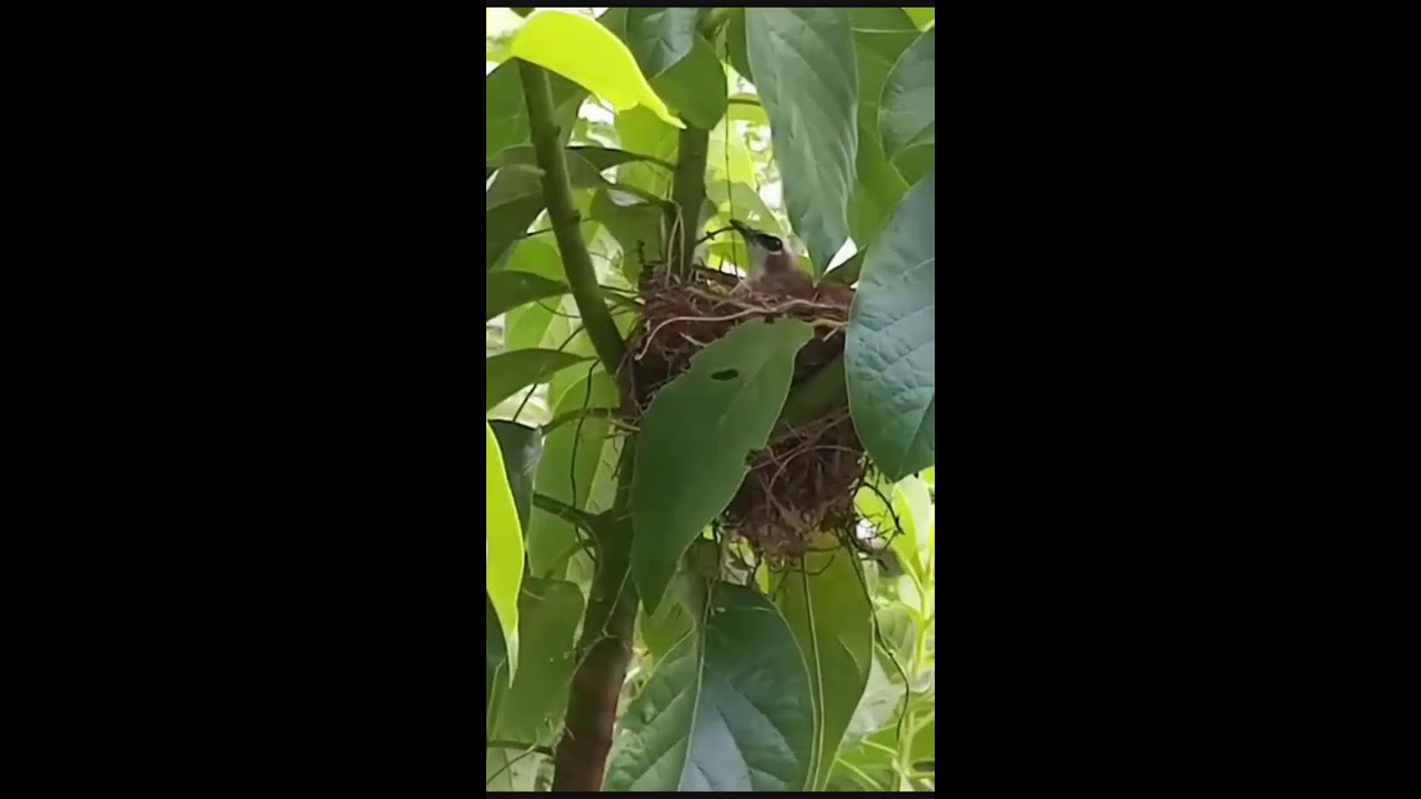 bird on a tree || ARMAN is back #viral #asmr - YouTube
