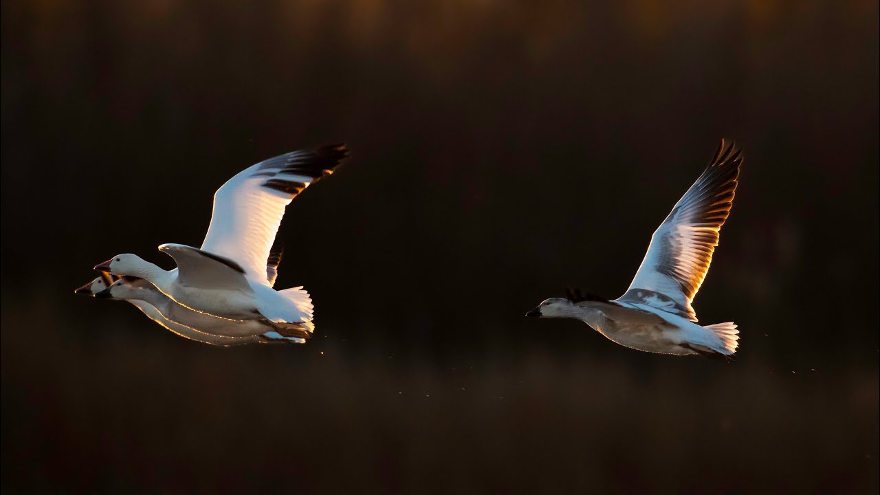 Bosque del Apache 2021 Photography Slideshow - YouTube