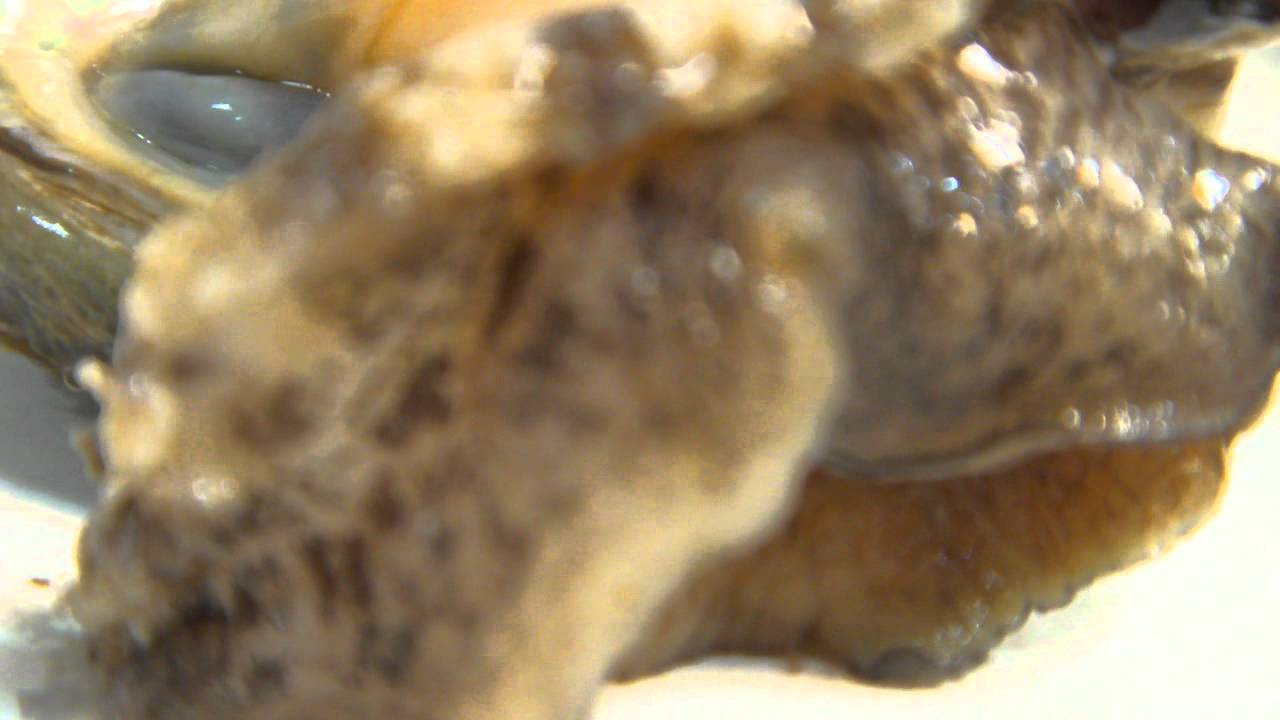 Live Abalone eating in Jeju Island Korea - YouTube