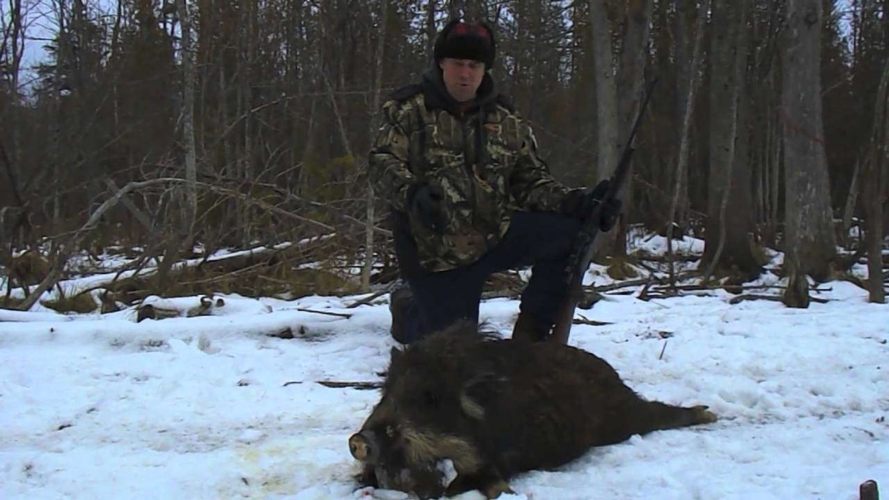 Russian Boar - Michigan Hunter Brings Home the Bacon - YouTube