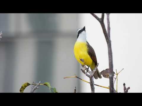 Known Brazilian Bird sings on top of tree | Great kiskadee | Bem-te-vi | Benteveo