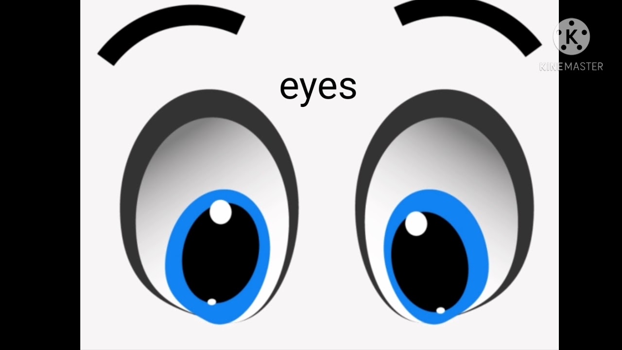 human organs size comparison - YouTube