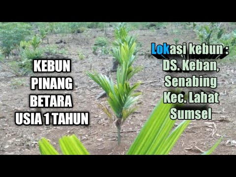 KEBUN PINANG BETARA USIA 1 TAHUN MILIK MANG ISYAR - YouTube