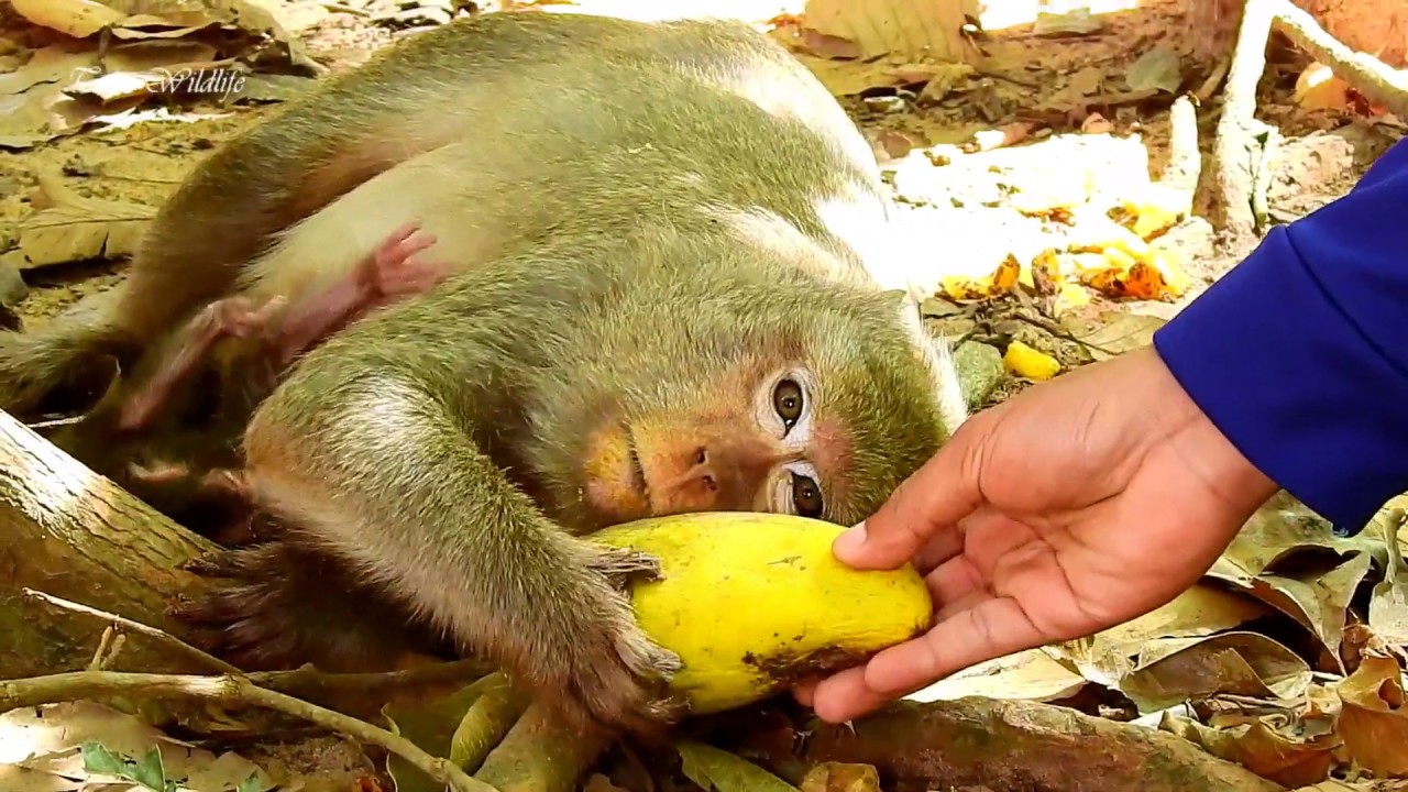 Hot News! Alpha monkey Dolly delivered a new baby hours ago BUT she is ...